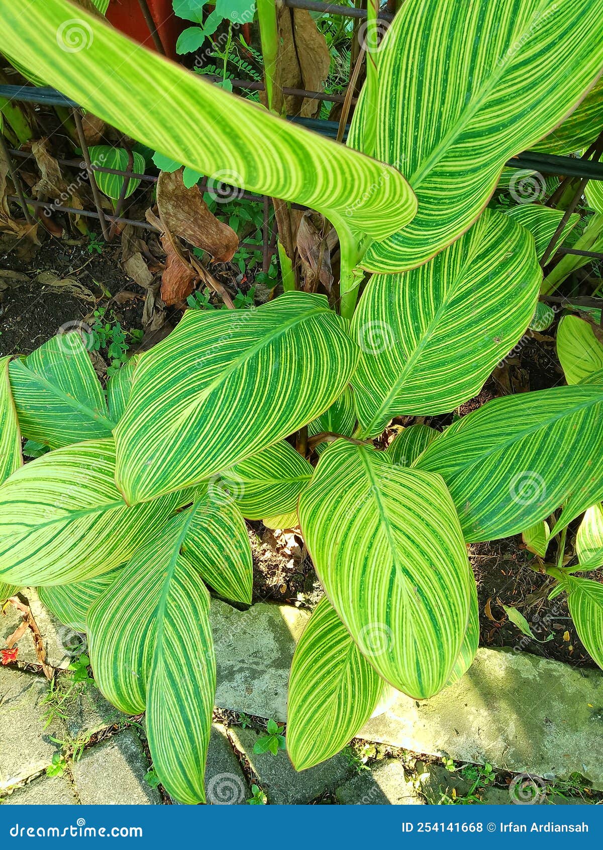 Canna Lily Plants with really Beautiful Leaf Patterns Thrive in the ...