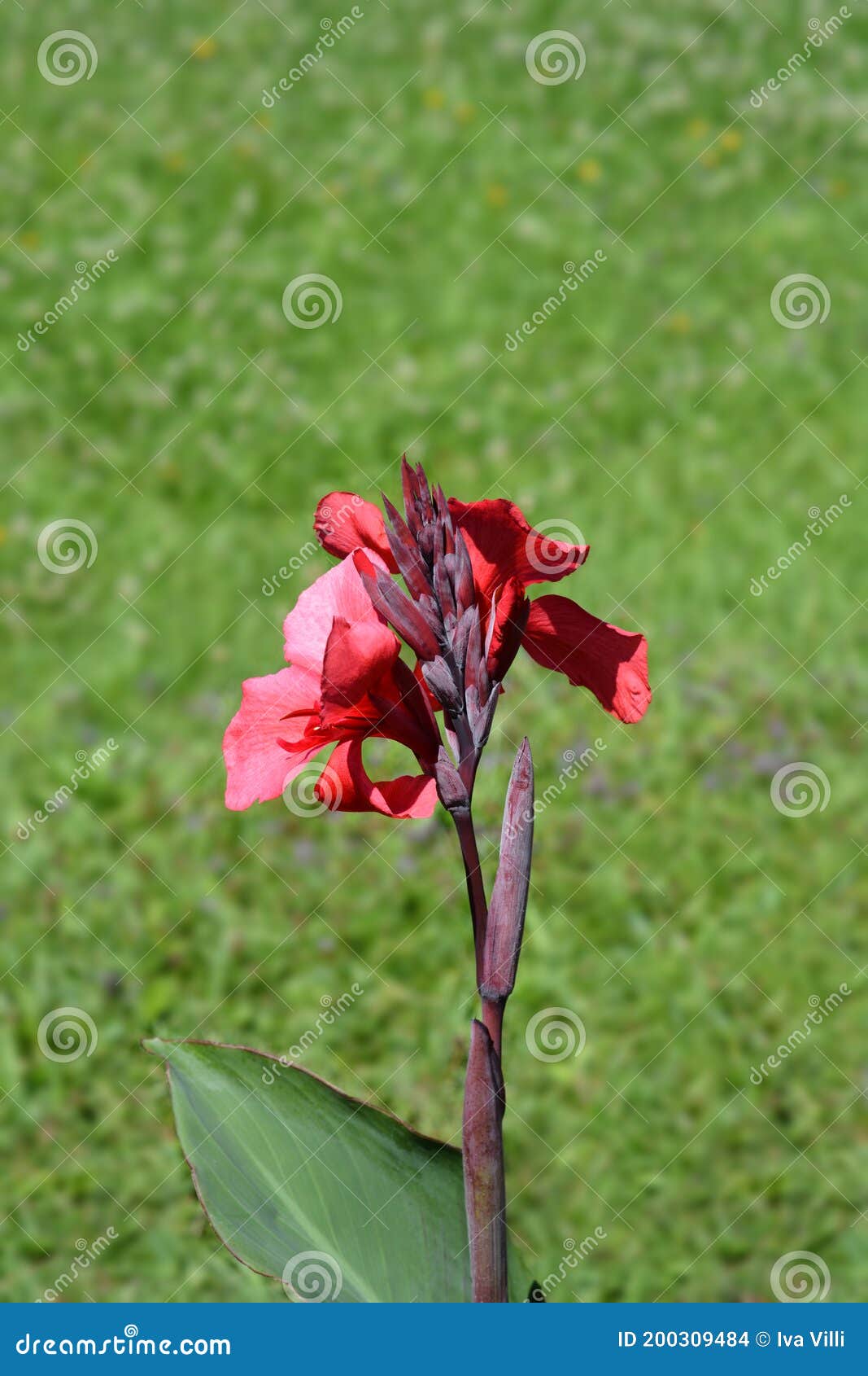Canna lily Tropical Rose stock photo. Image of plant - 200309484
