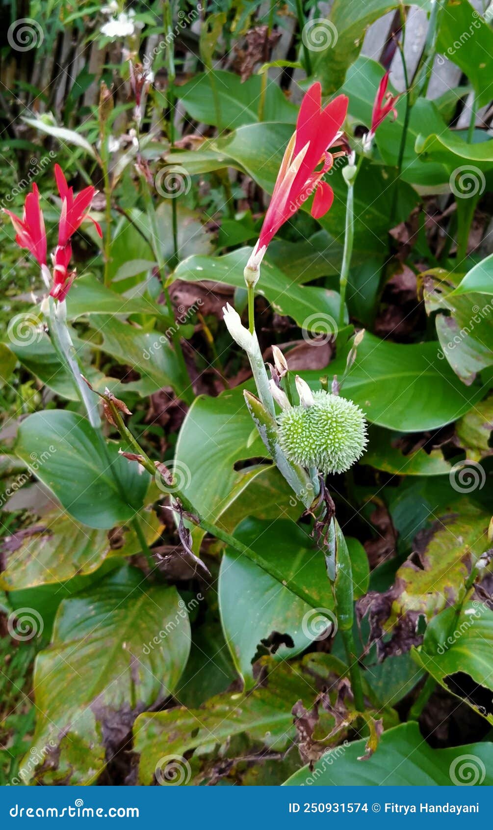 Canna Paniculata Flower Initial Developing Stage With Round Spiky Seed ...