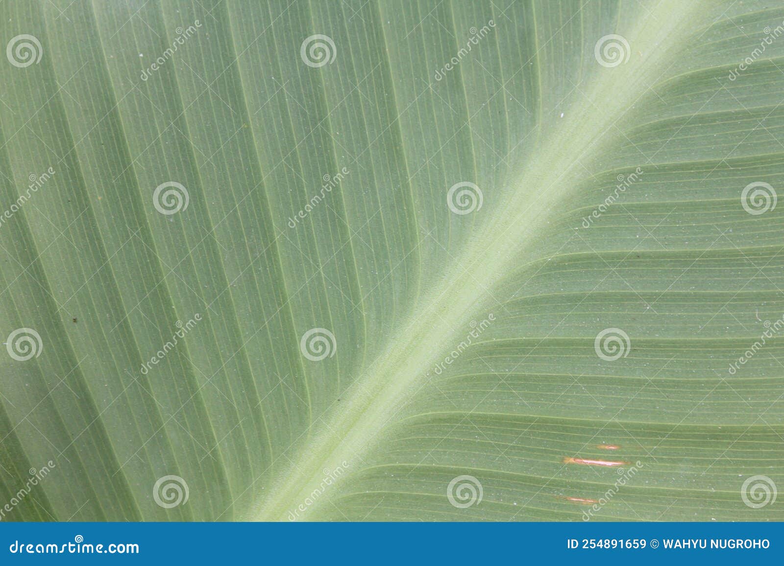 Canna Paniculata Leaf really Beautiful Stock Image - Image of leaf ...