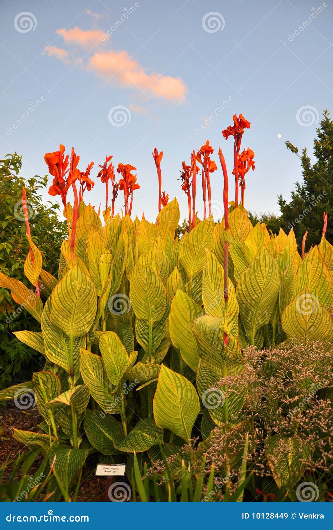 Canna plants stock image. Image of group, striped, clouds - 10128449