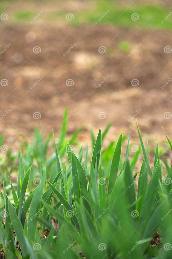 Canna plants in the park stock image. Image of composition - 231583717
