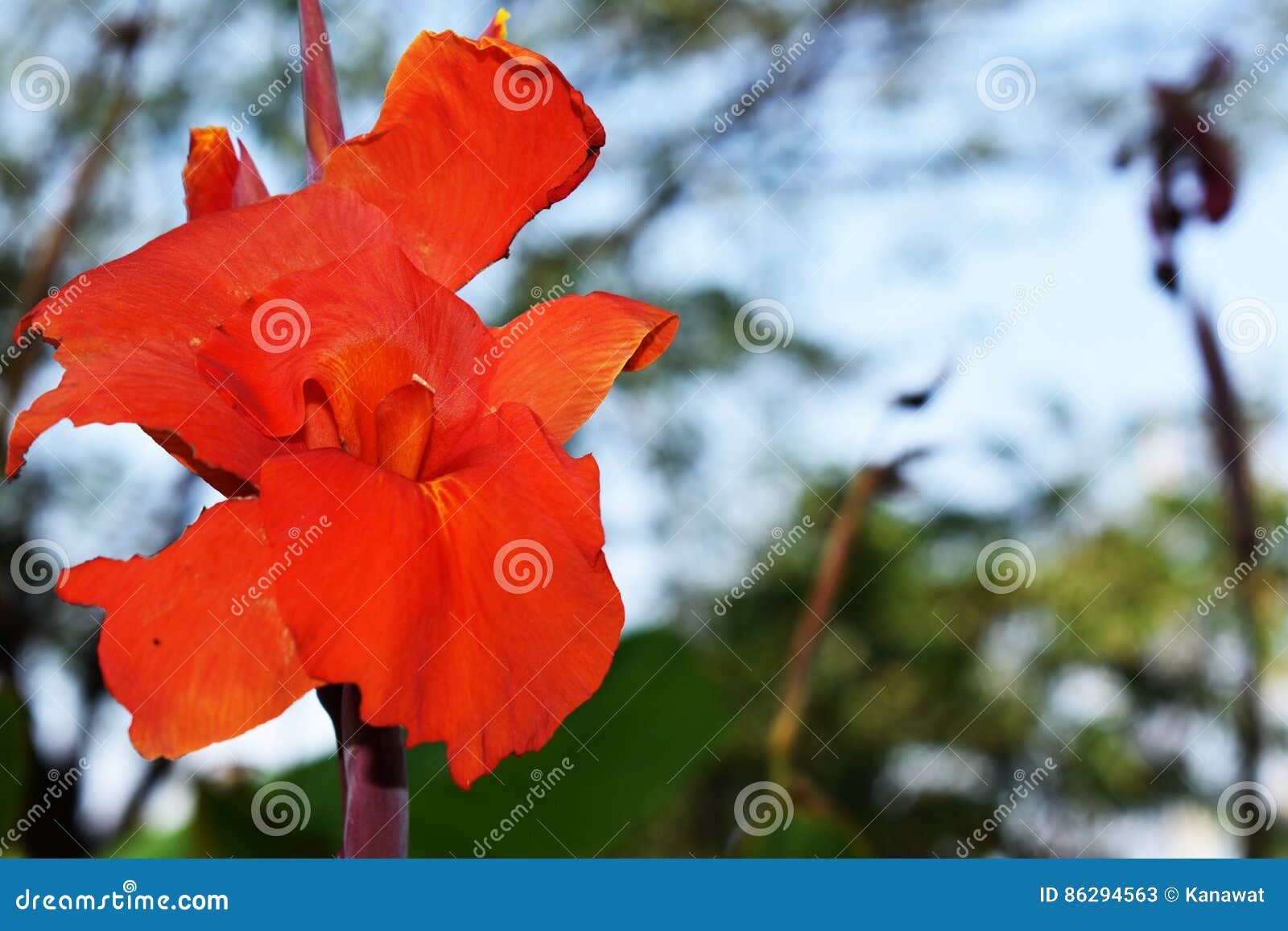 Canna Rouge Lilly, Fleur De Canna Image stock - Image du flore ...
