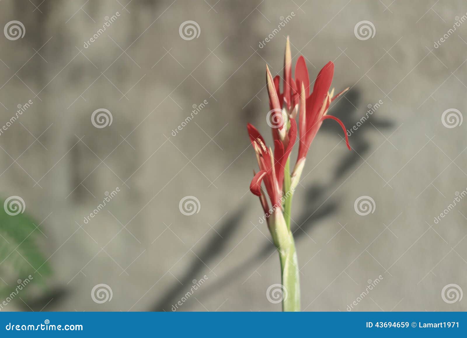 Canna Spp and Hybrid Flower Stock Image - Image of herb, blossom: 43694659