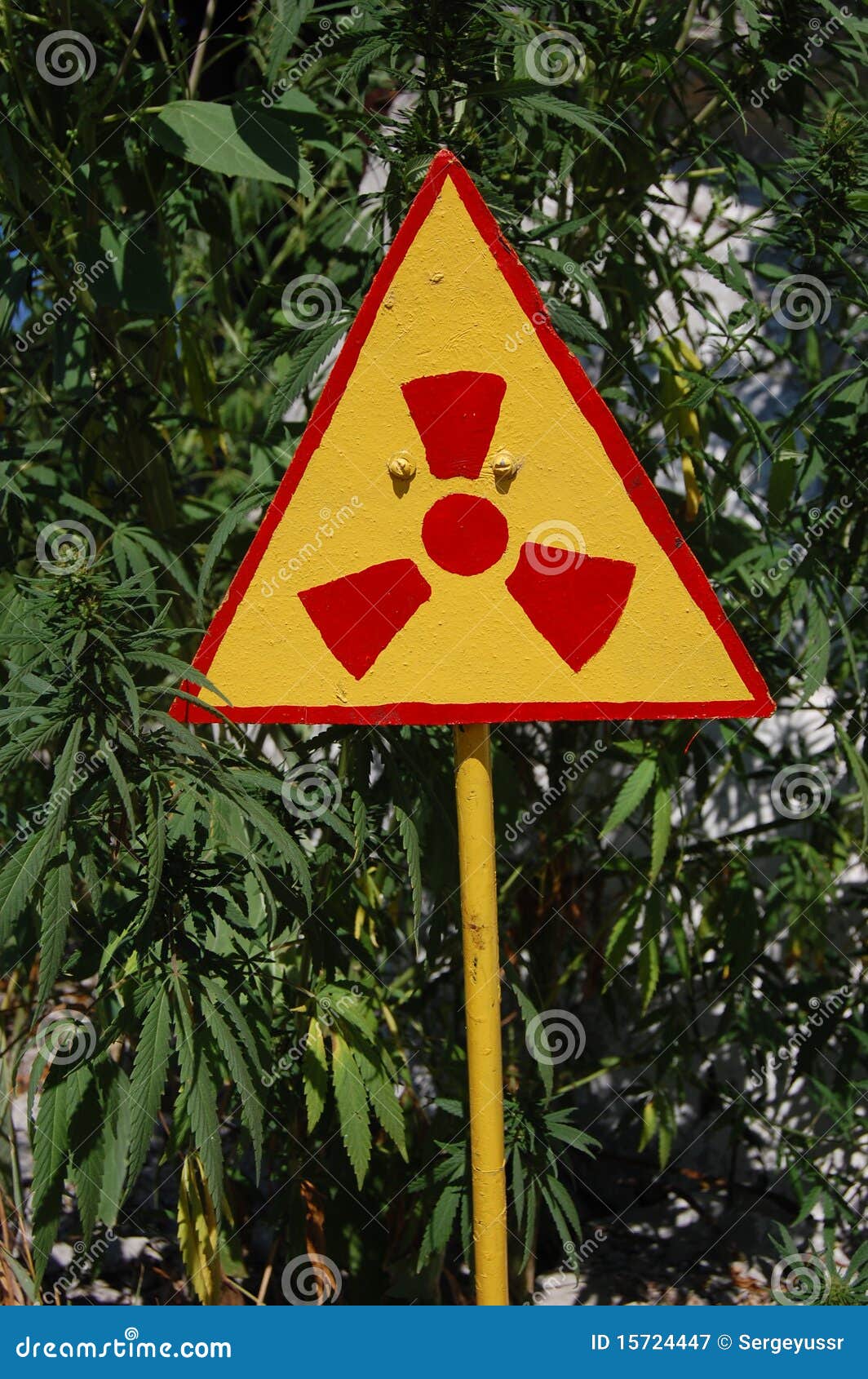 Cannabis stock image. Image of narcotic, addictive, marihuana - 15724447