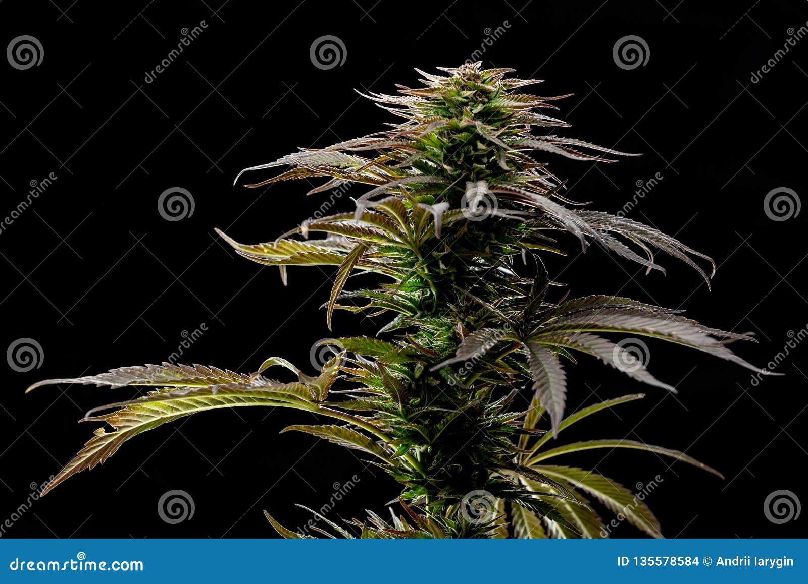 Cannabis stock photo. Image of hemp, growing, weed, plant - 135578584