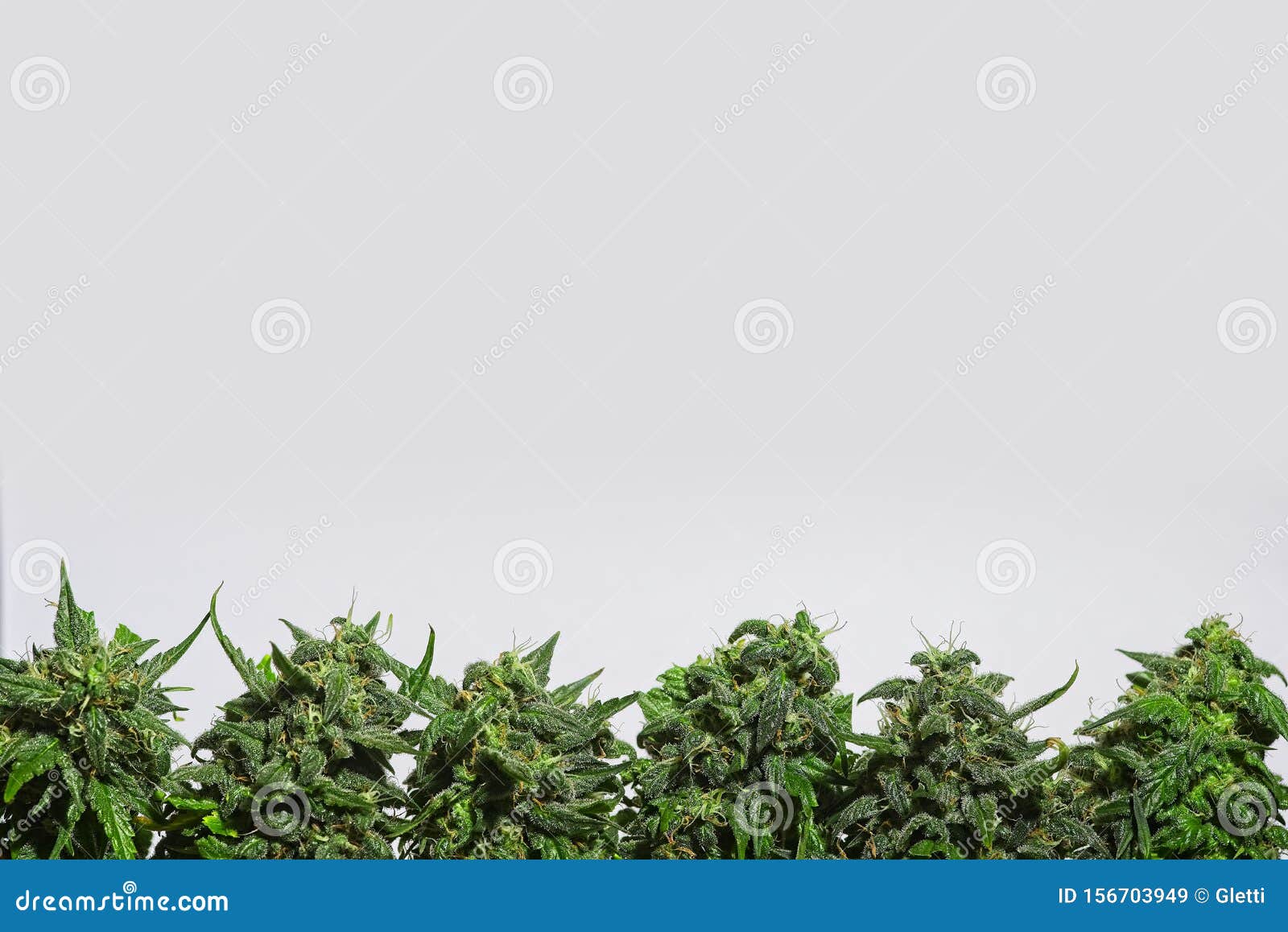 Cannabis buds border stock image. Image of green, herb - 156703949