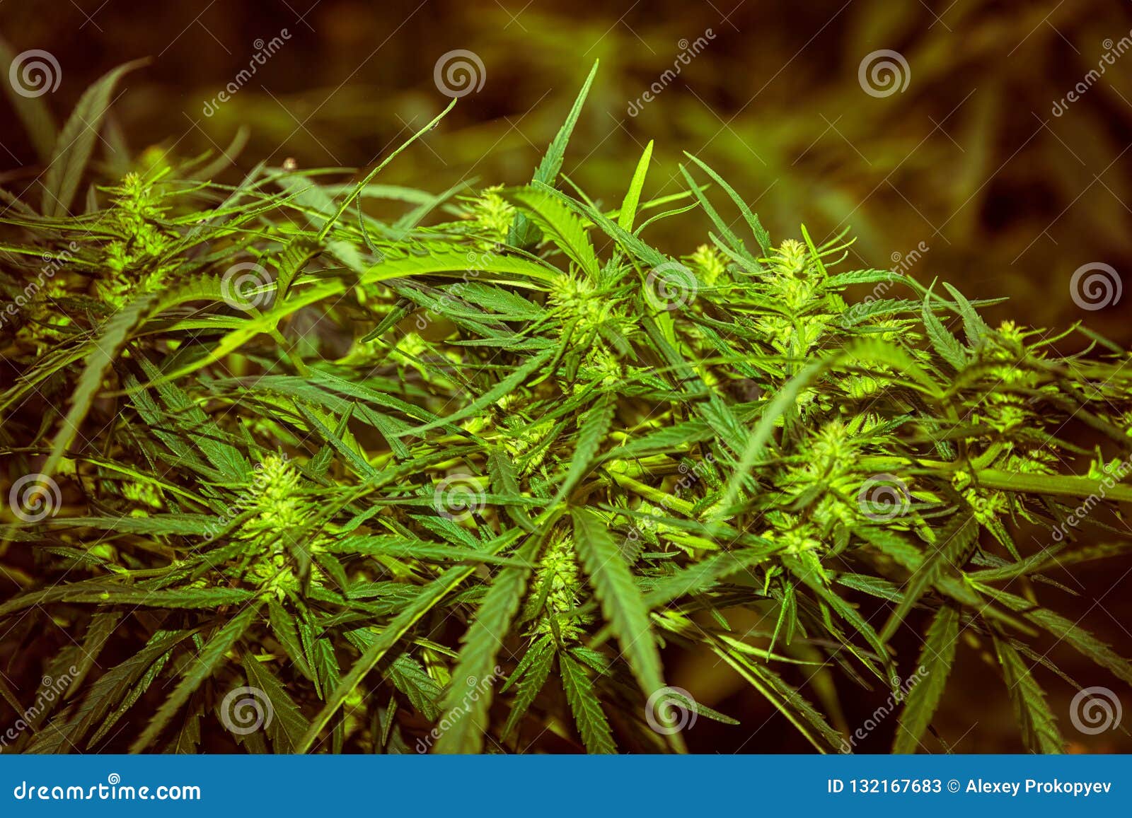 Cannabis Bushes Close-up, Legalization of Marijuana. Stock Image ...