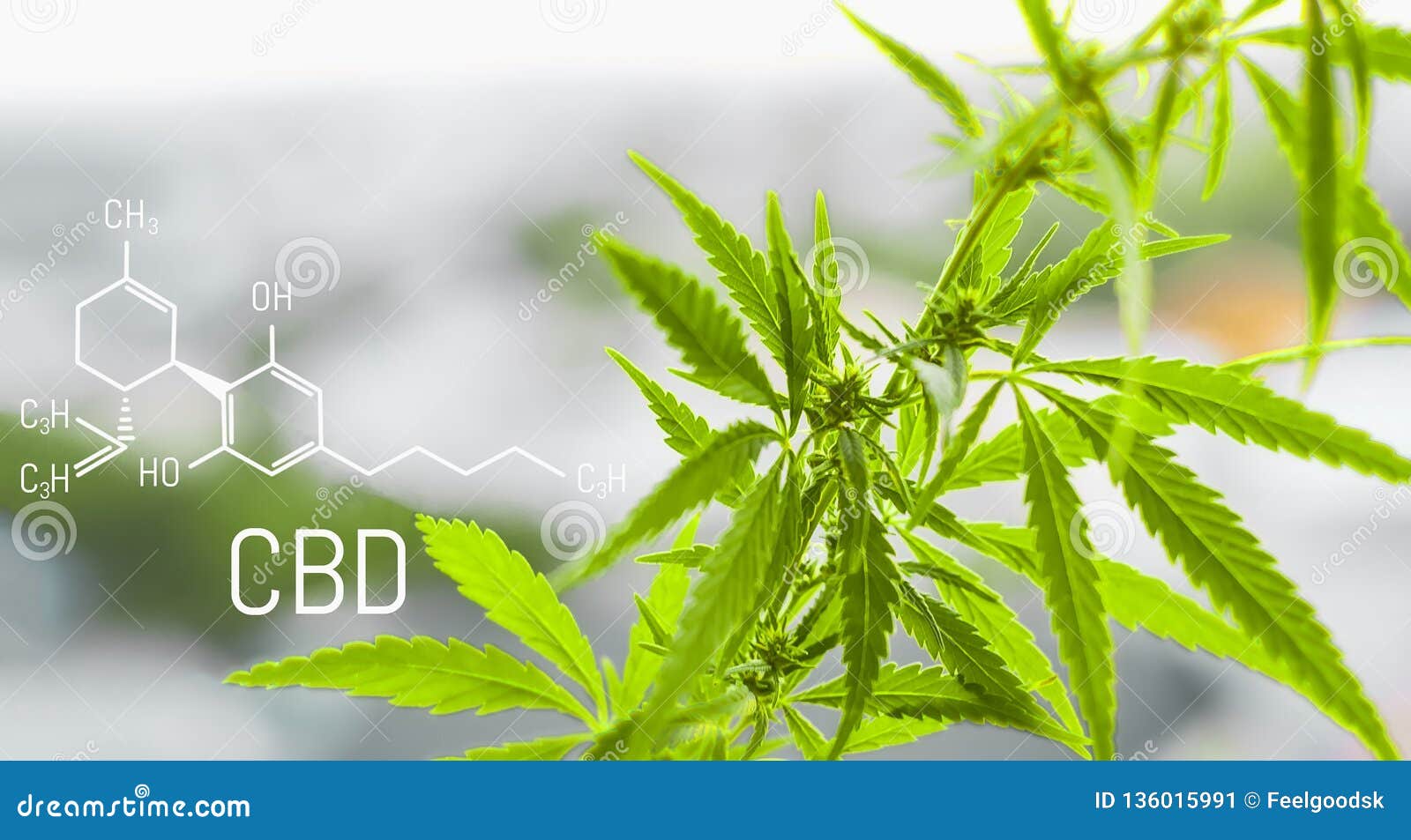 Cannabis of the Formula CBD Cannabidiol. Concept of Using Marijuana for ...