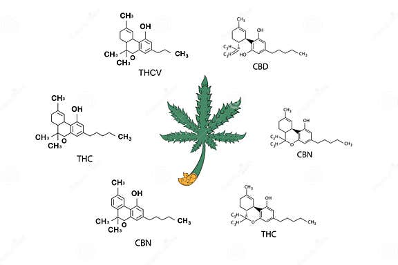 Cannabis Formula CBD Skeleton.cannabis Molecule Set Cannabis Formula ...