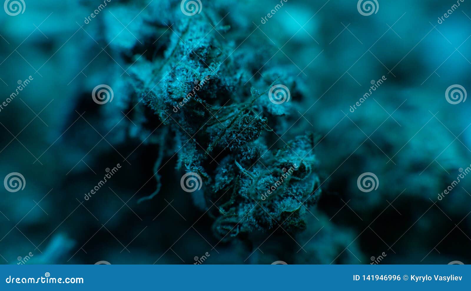 Cannabis Fresh Harvest. Growing Marijuana Indoor Stock Photo - Image of ...
