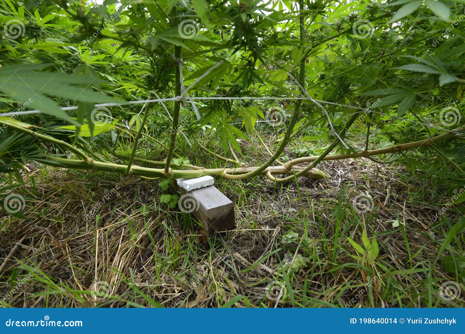 Cannabis Growing in a Field, Low Stress Training Technique: Bending ...