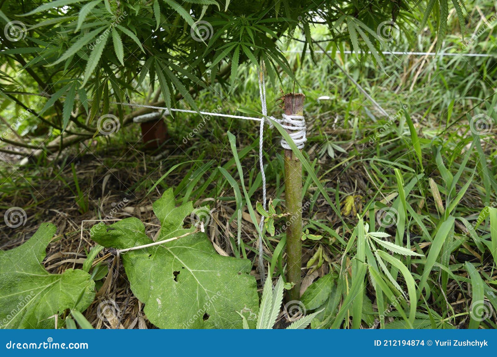 Cannabis Growing in a Field, Low Stress Training Technique: Bending ...
