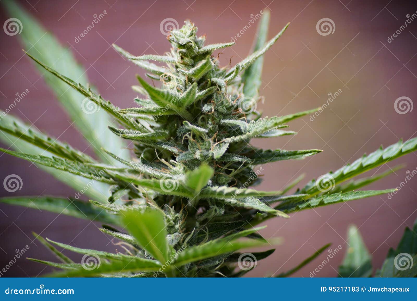 Cannabis Growing Head stock image. Image of plant, ganja - 95217183