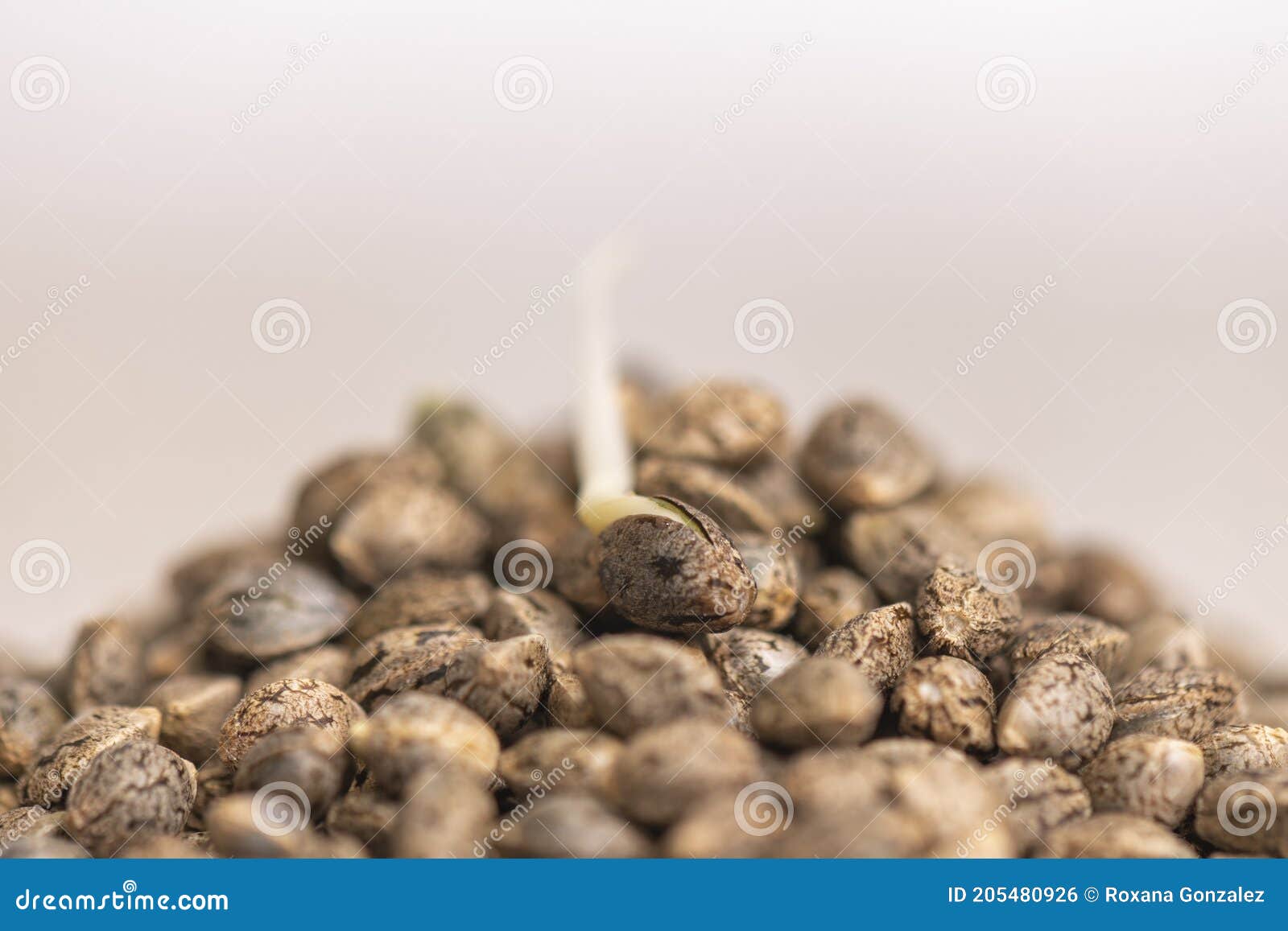 Cannabis Hemp Seeds Ready for Germination Stock Photo - Image of indica ...