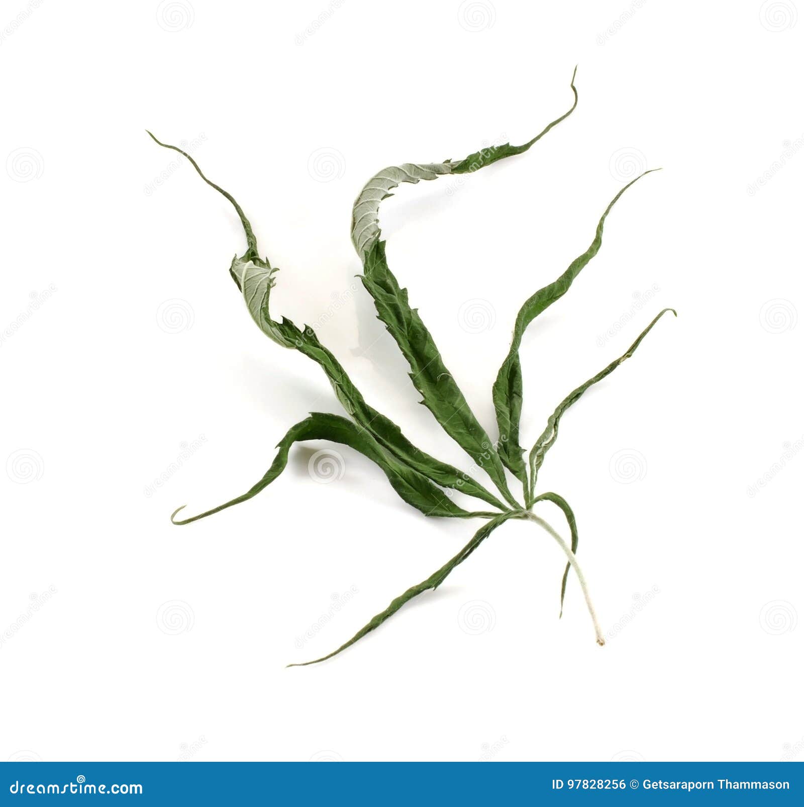 Cannabis Indica Texture on Background. Stock Photo - Image of culture ...