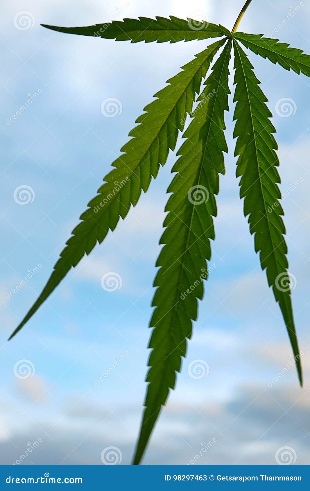 Cannabis Indica Texture on Hand Background. Stock Image - Image of ...