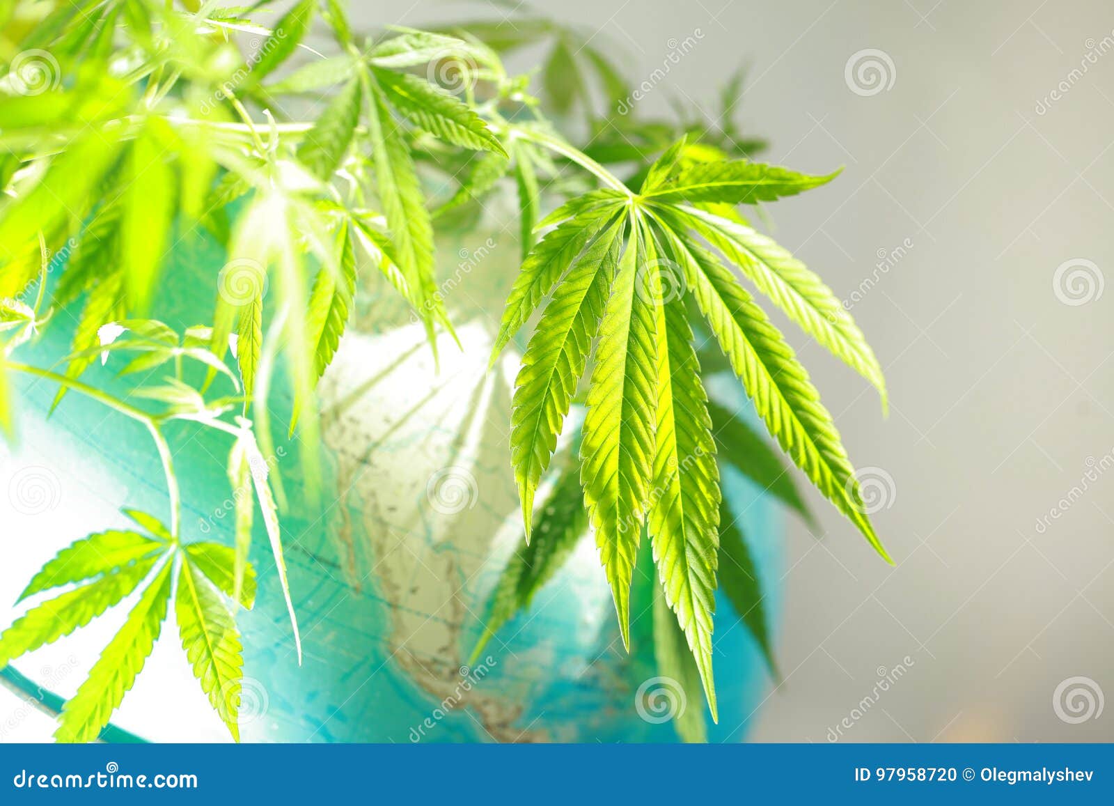 Cannabis Leaf on the Background of the Globe Stock Photo - Image of ...