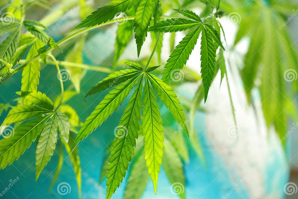 Cannabis Leaf on the Background of the Globe Stock Photo - Image of ...