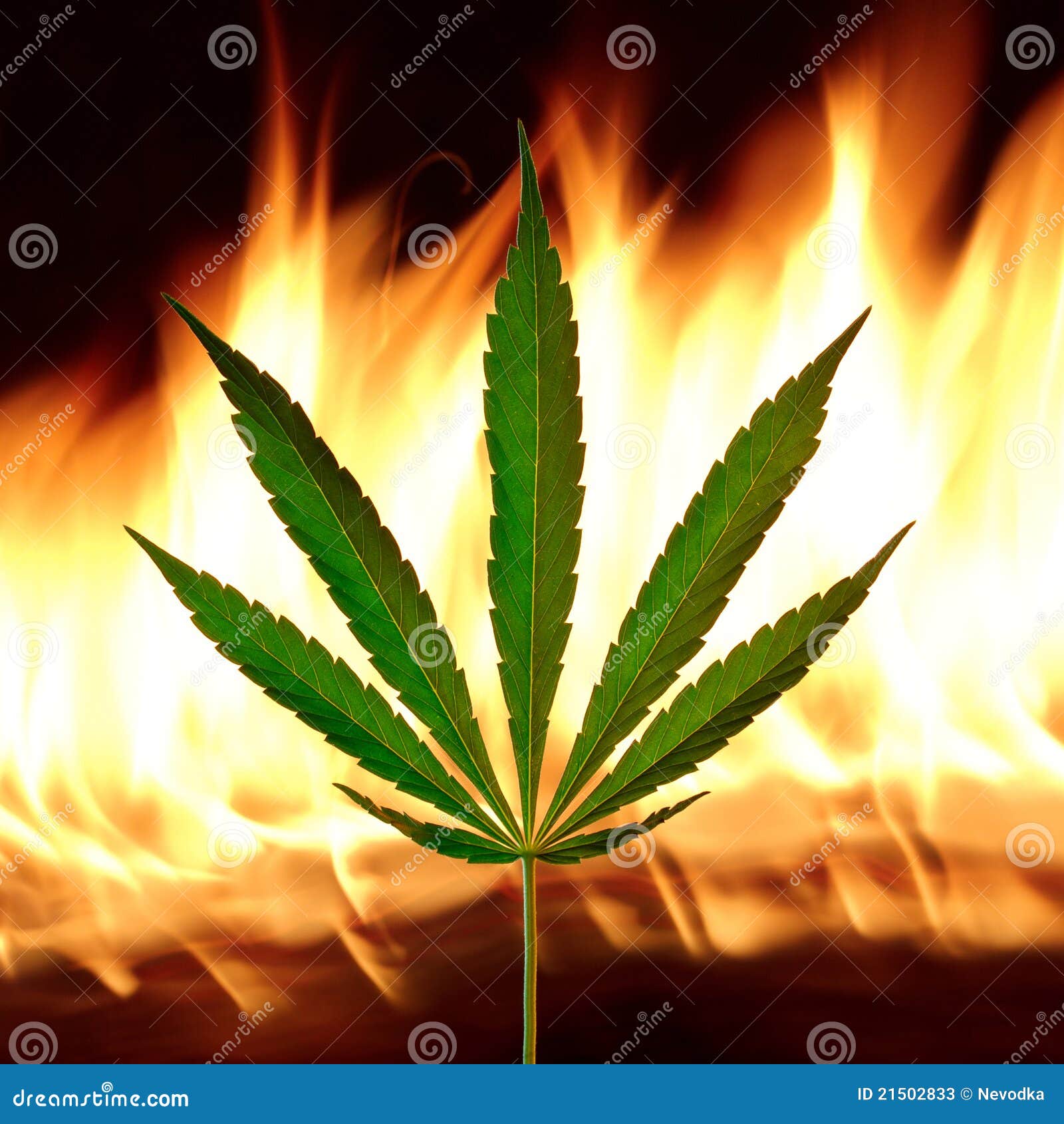 Cannabis leaf with fire stock image. Image of fire, forbidden - 21502833