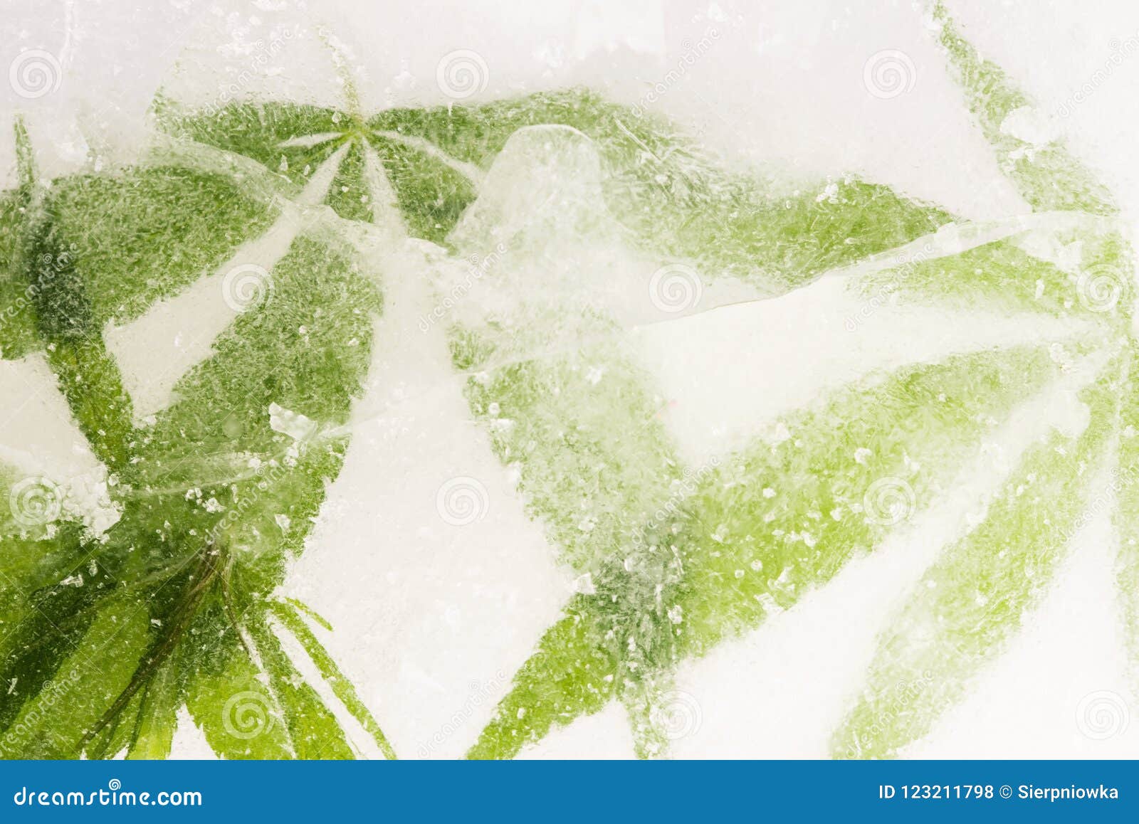Cannabis Leaf Frozen in Ice Stock Photo - Image of autumn, frozen ...
