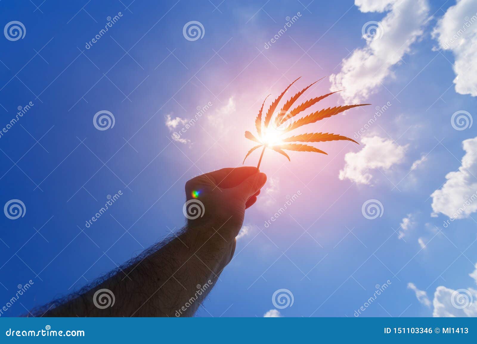 Cannabis leaf in the hand stock photo. Image of alternative - 151103346