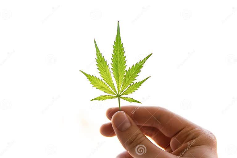 Cannabis Leaf in Hands. Cannabis Buds Weed White Background Stock Image ...