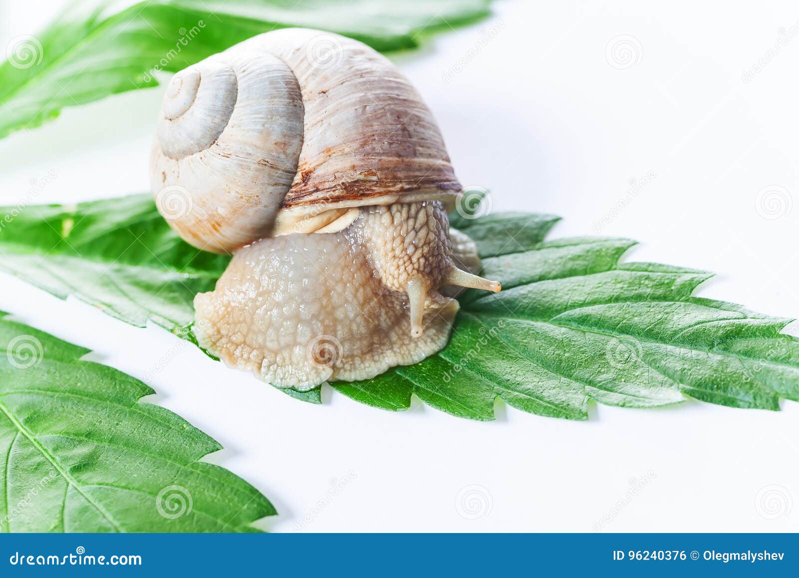 Cannabis Leaf Hemp Green Leaves Marijuana Stock Photo - Image of weed ...