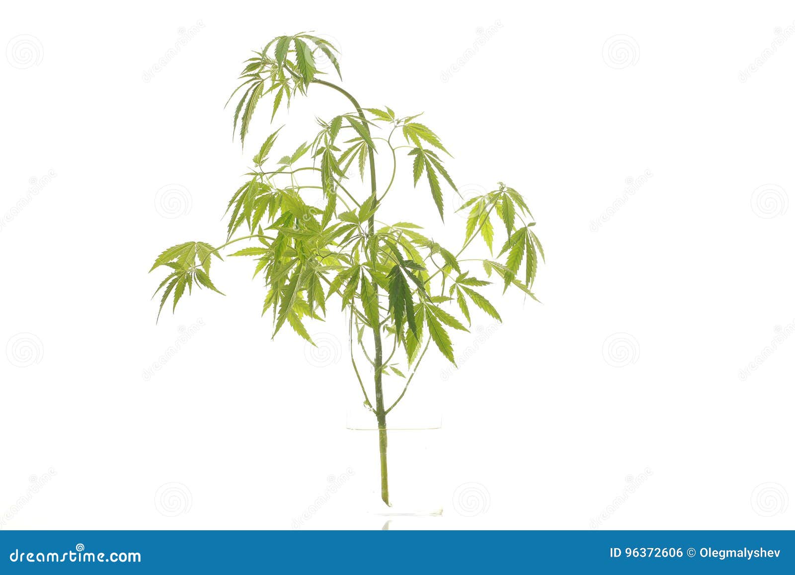 Cannabis Leaf Hemp Green Leaves Marijuana Stock Photo - Image of ...