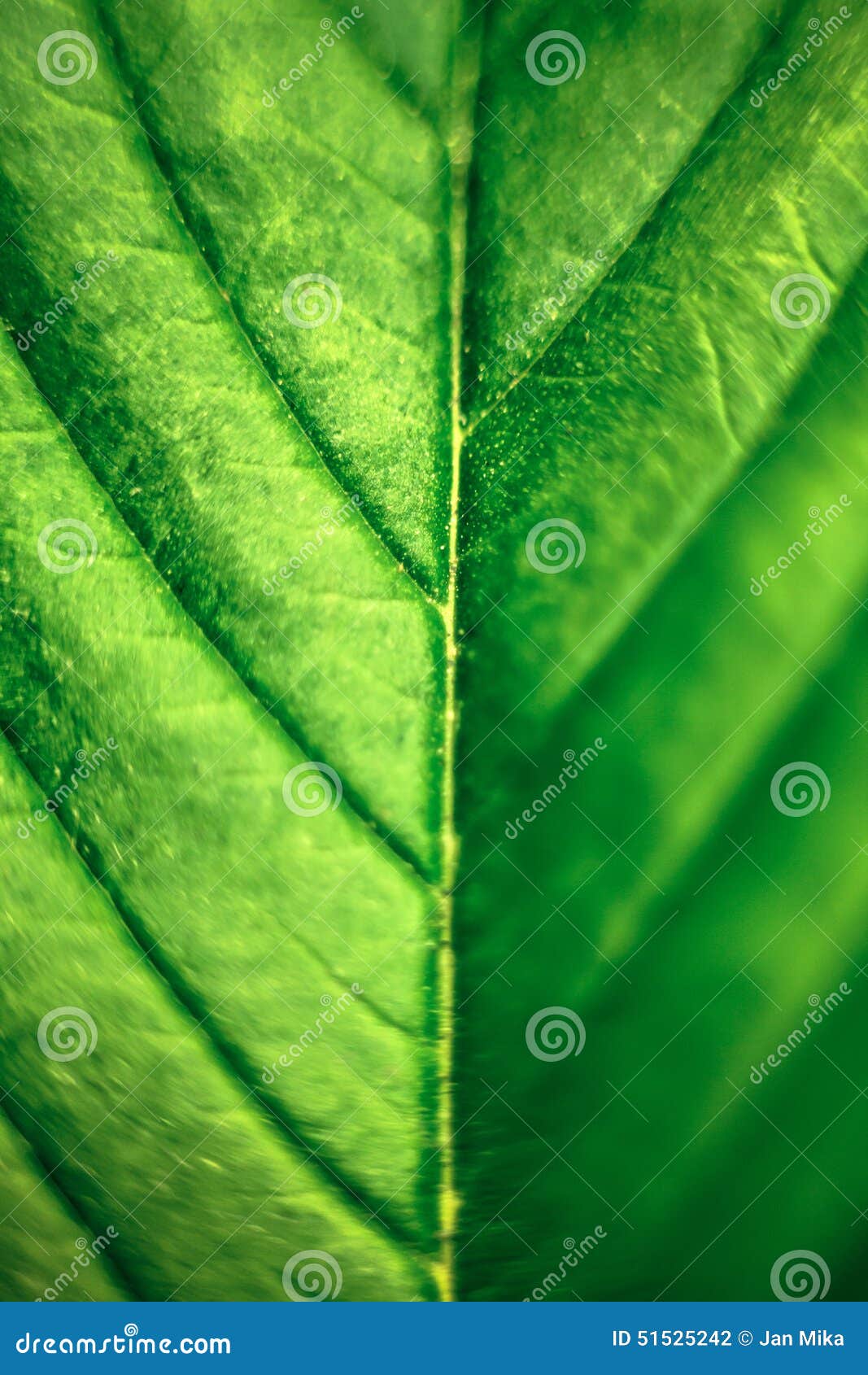 Cannabis leaf stock photo. Image of growing, cannabinoid - 51525242