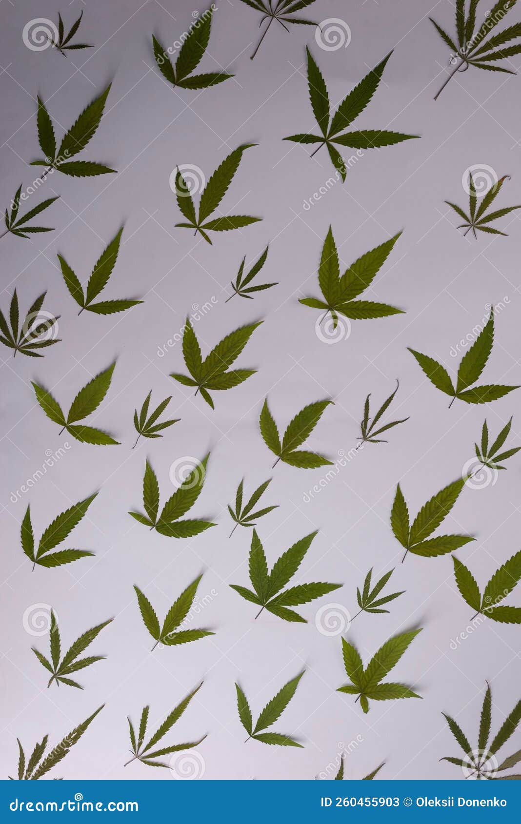 Cannabis Leaf Pattern on White Background Texture Stock Image - Image ...