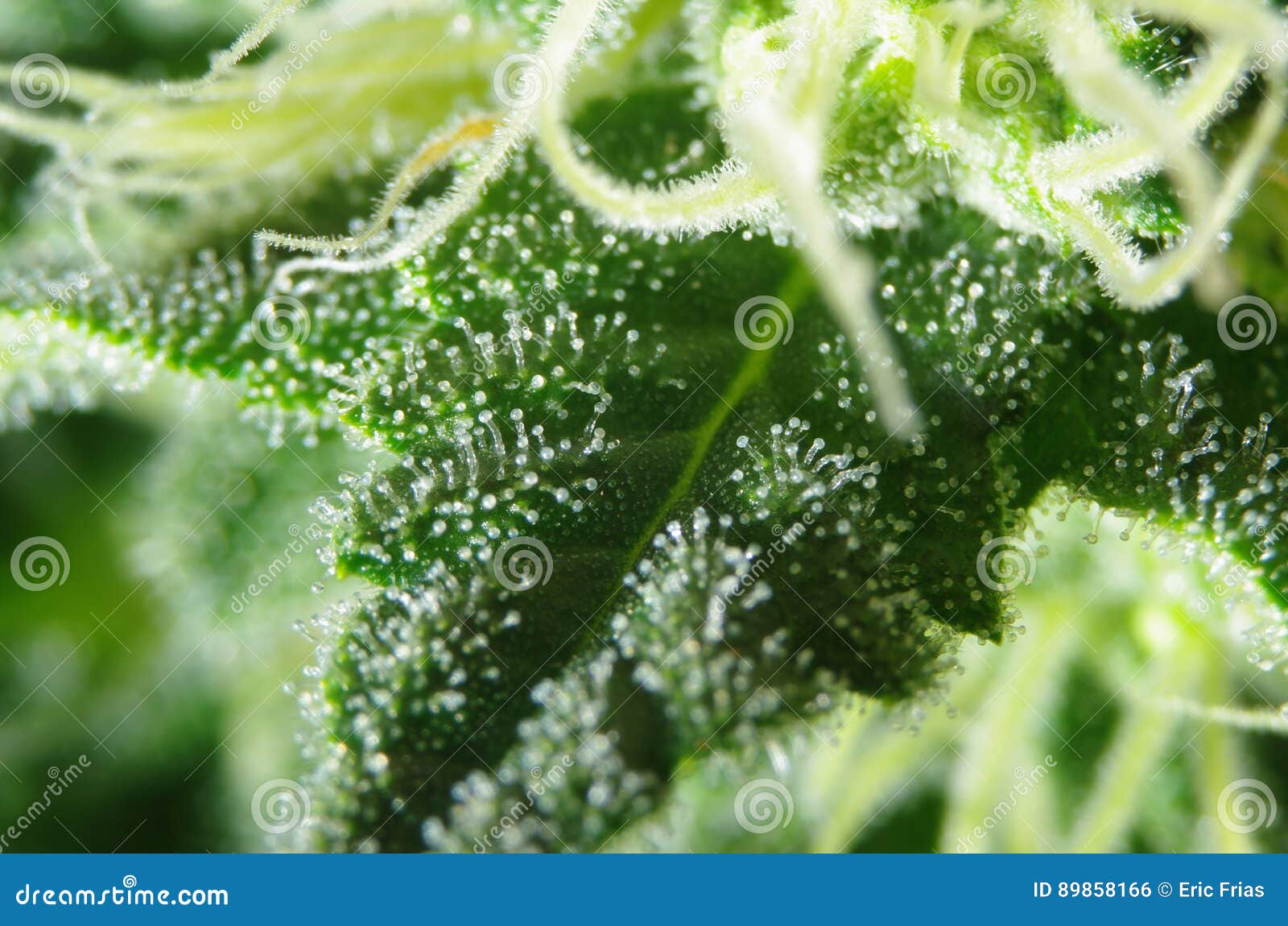 Cannabis leaf trichomes stock photo. Image of leaf, background - 89858166