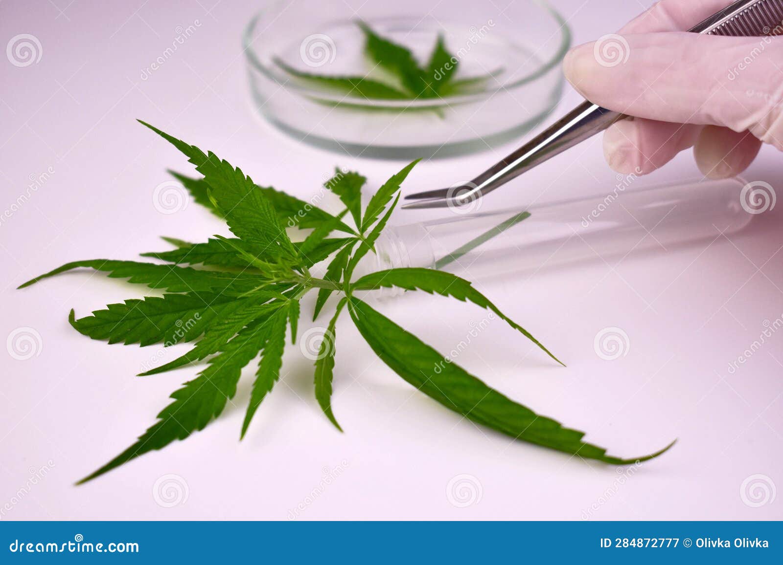 Cannabis Leaves in the Laboratory. Medicine Based on Cannabis. Cannabis ...