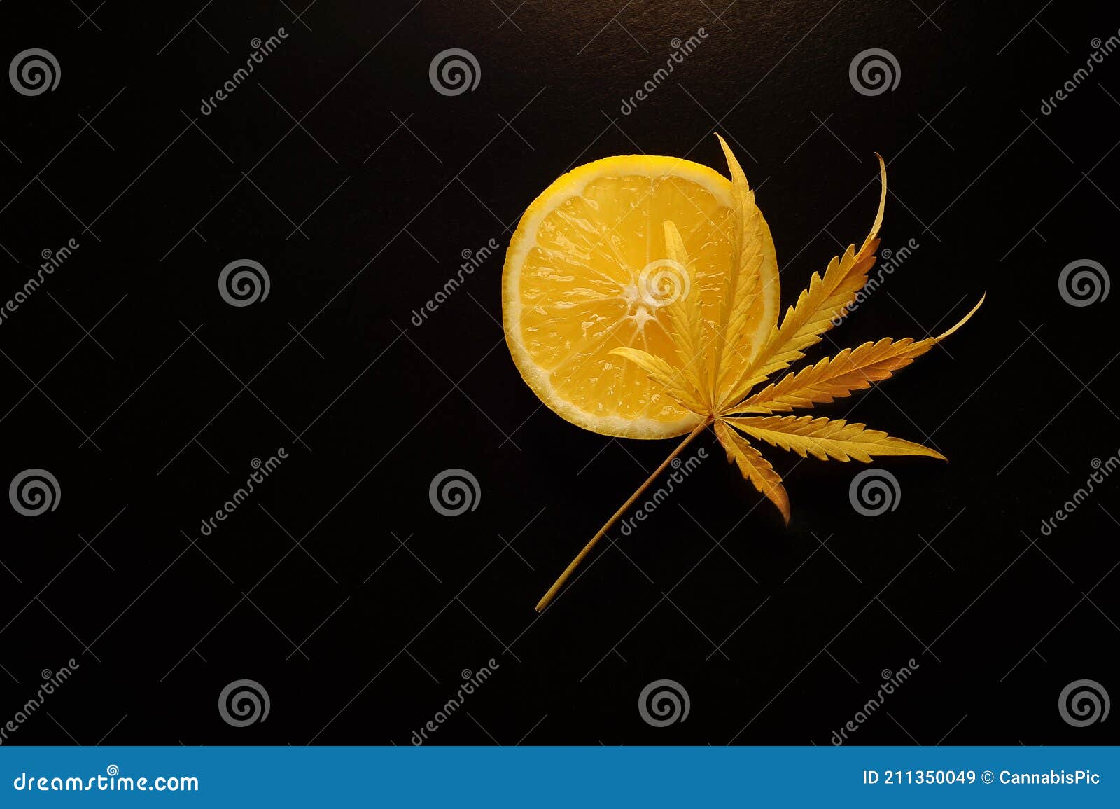Cannabis with Lemon Flavor. Fresh Marijuana Leaf on Black Isolated ...