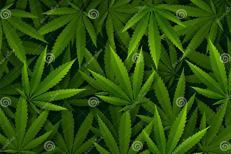 Cannabis or Marijuana Background. Vector Illustration Stock Vector ...
