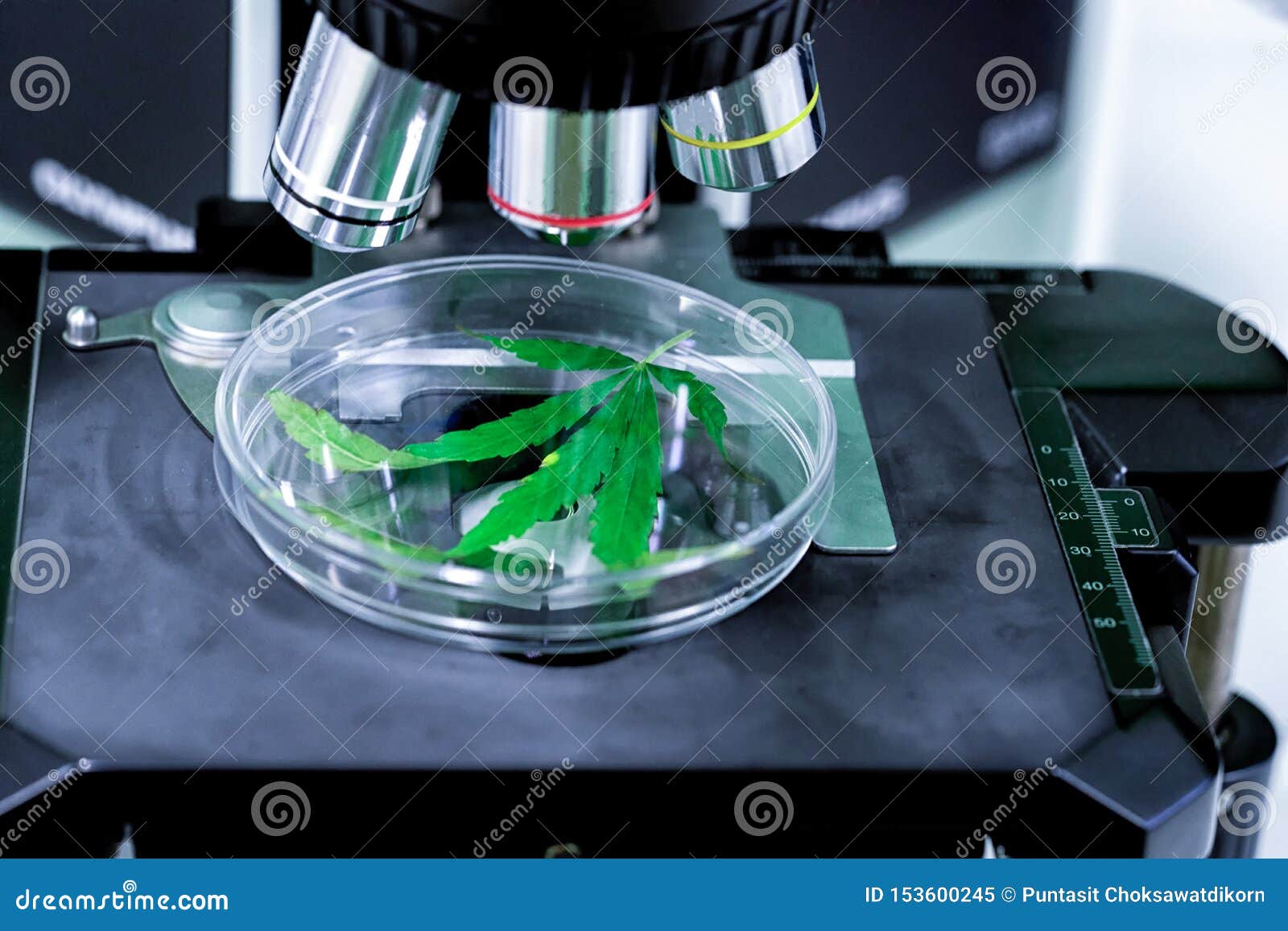 Cannabis Marijuana with Microscope in Laboratory Research Stock Image ...