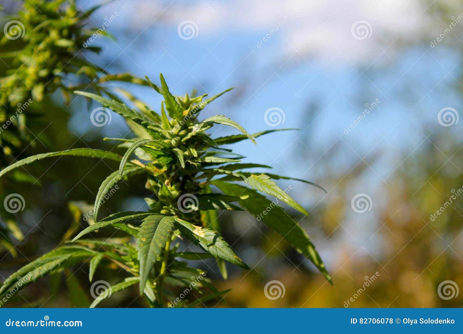 Cannabis Marijuana plant stock photo. Image of agriculture - 82706078