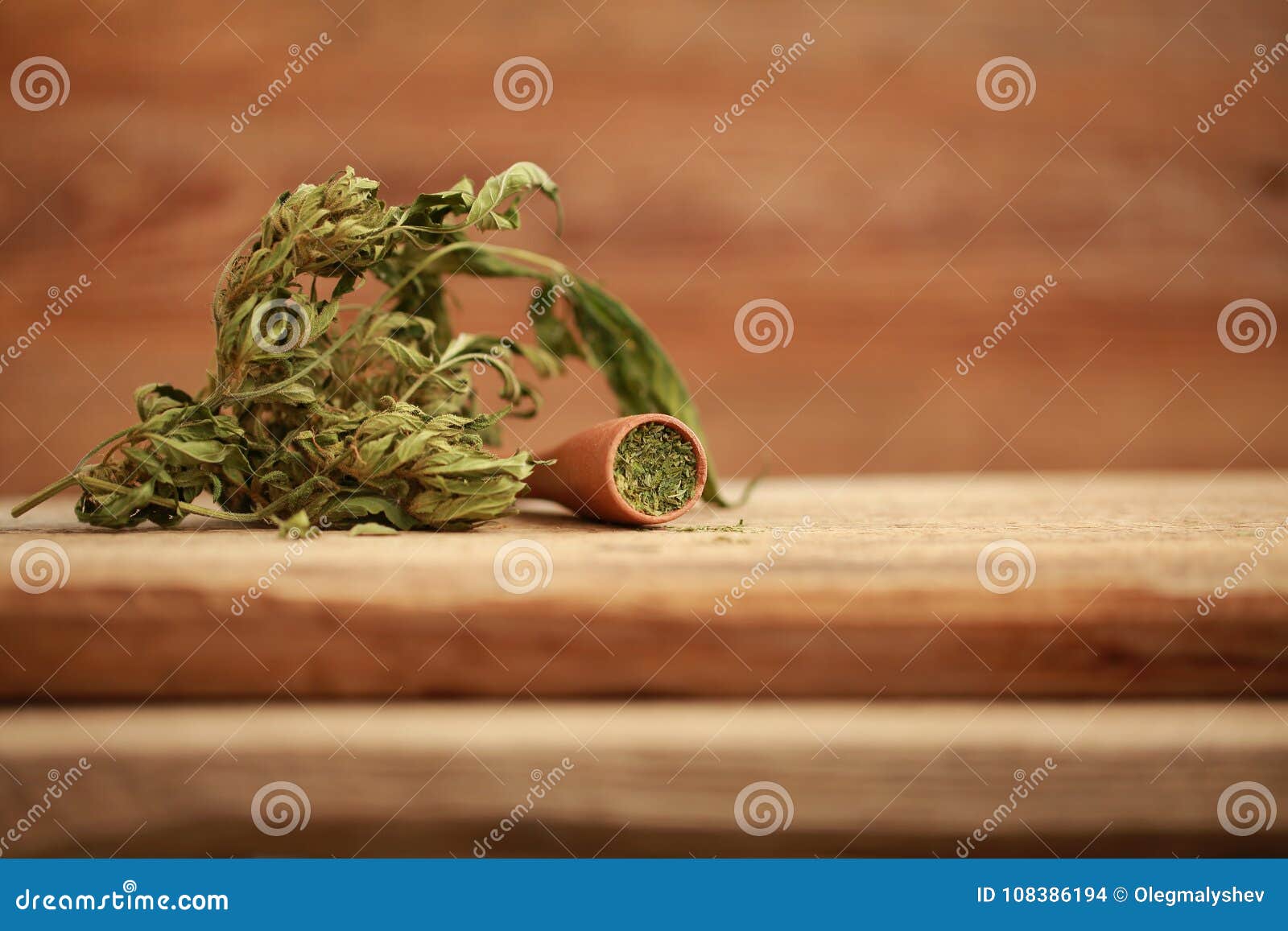 Cannabis Marijuana Plant in Table Stock Photo - Image of plant ...