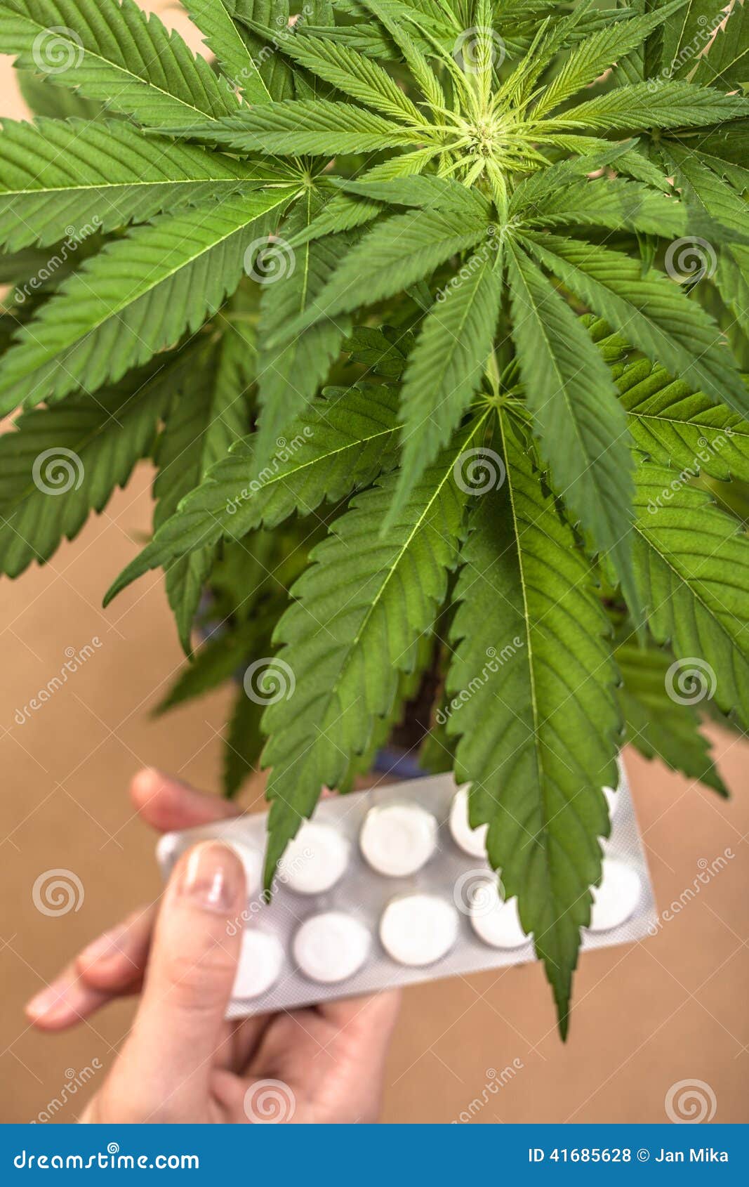Cannabis and medicine stock photo. Image of nature, healthy - 41685628