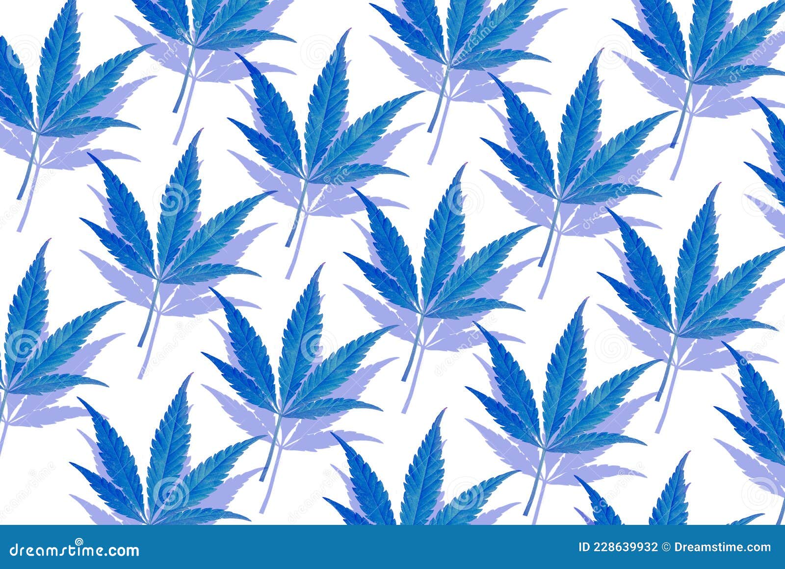 Cannabis Pattern in White Background. Blue Cannabis Leaves. CBD Stock ...
