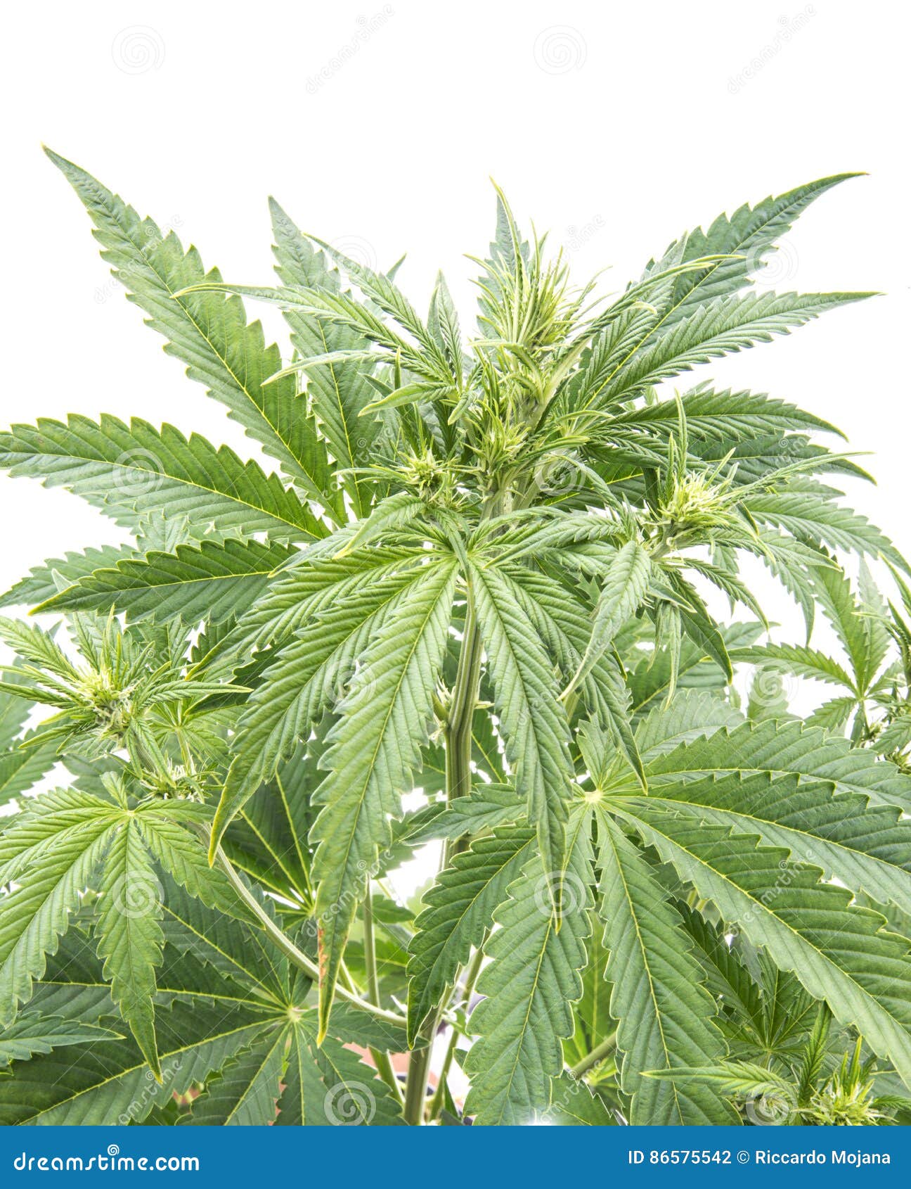 Cannabis Plant Isolated on White Stock Photo - Image of addiction ...