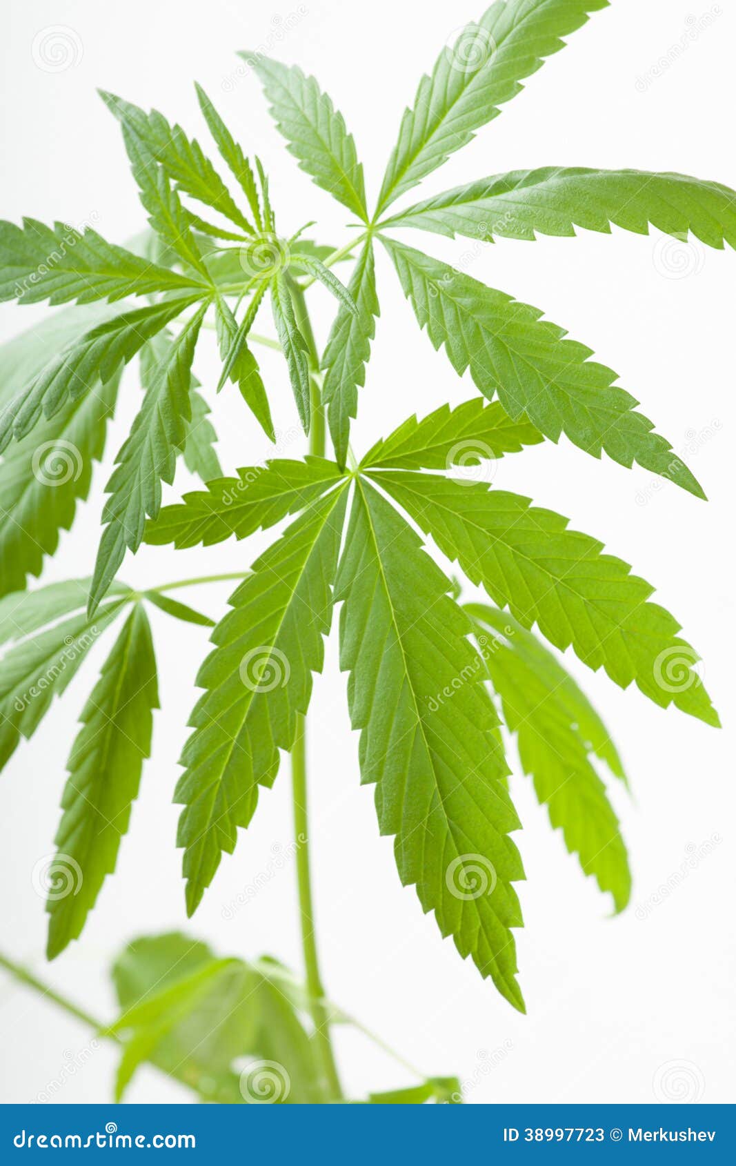 Cannabis Plant, Marijuana On White Background Stock Image - Image of ...