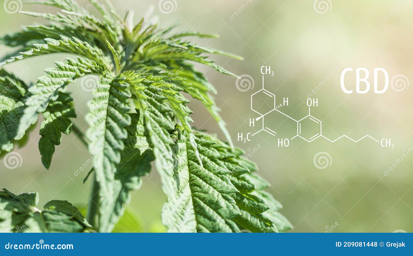 Cannabis Plants with the CBD Formula Stock Photo - Image of medical ...