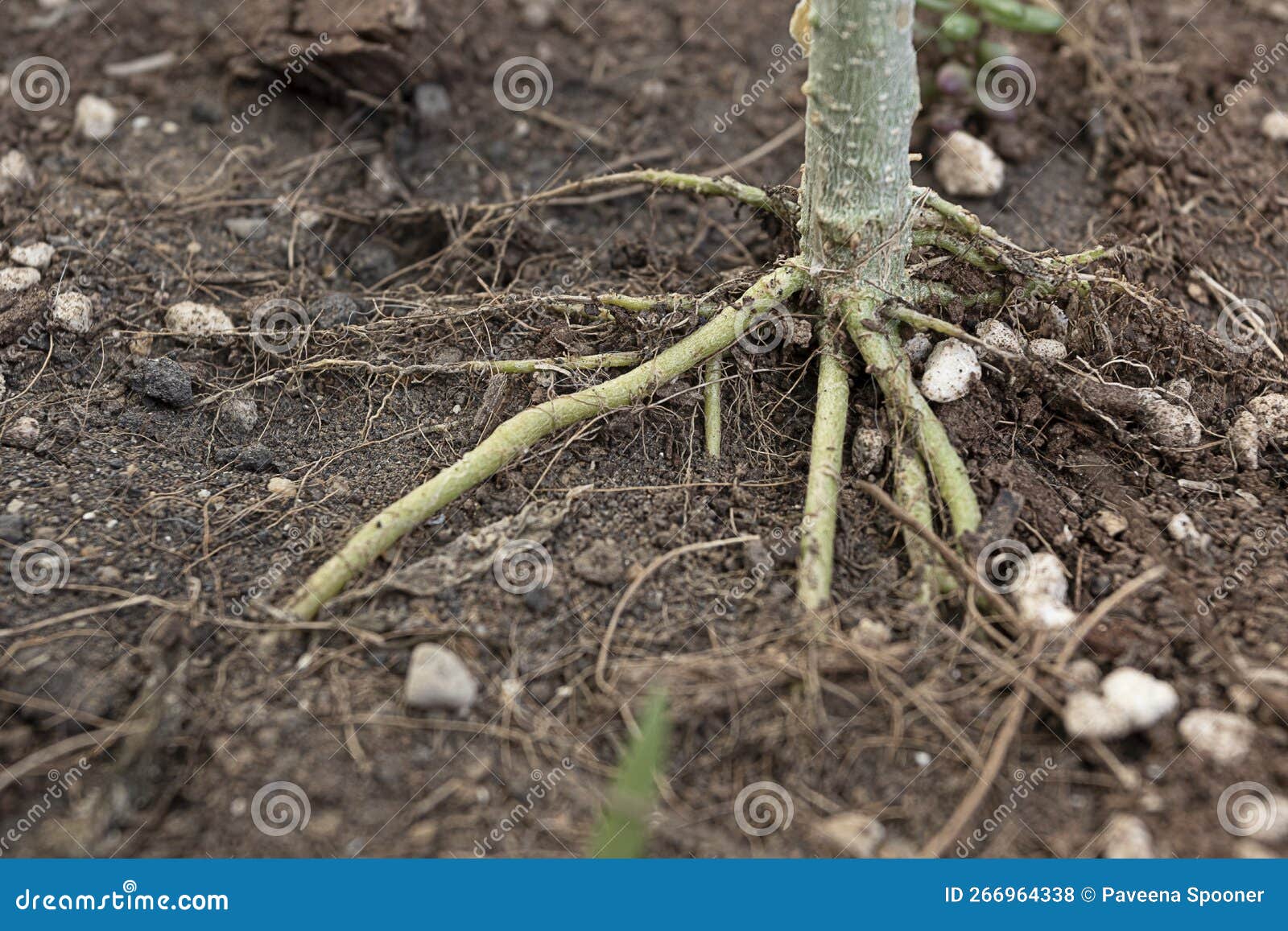 Cannabis Root Marijuana Plant Root System Stock Photo - Image of ganja ...