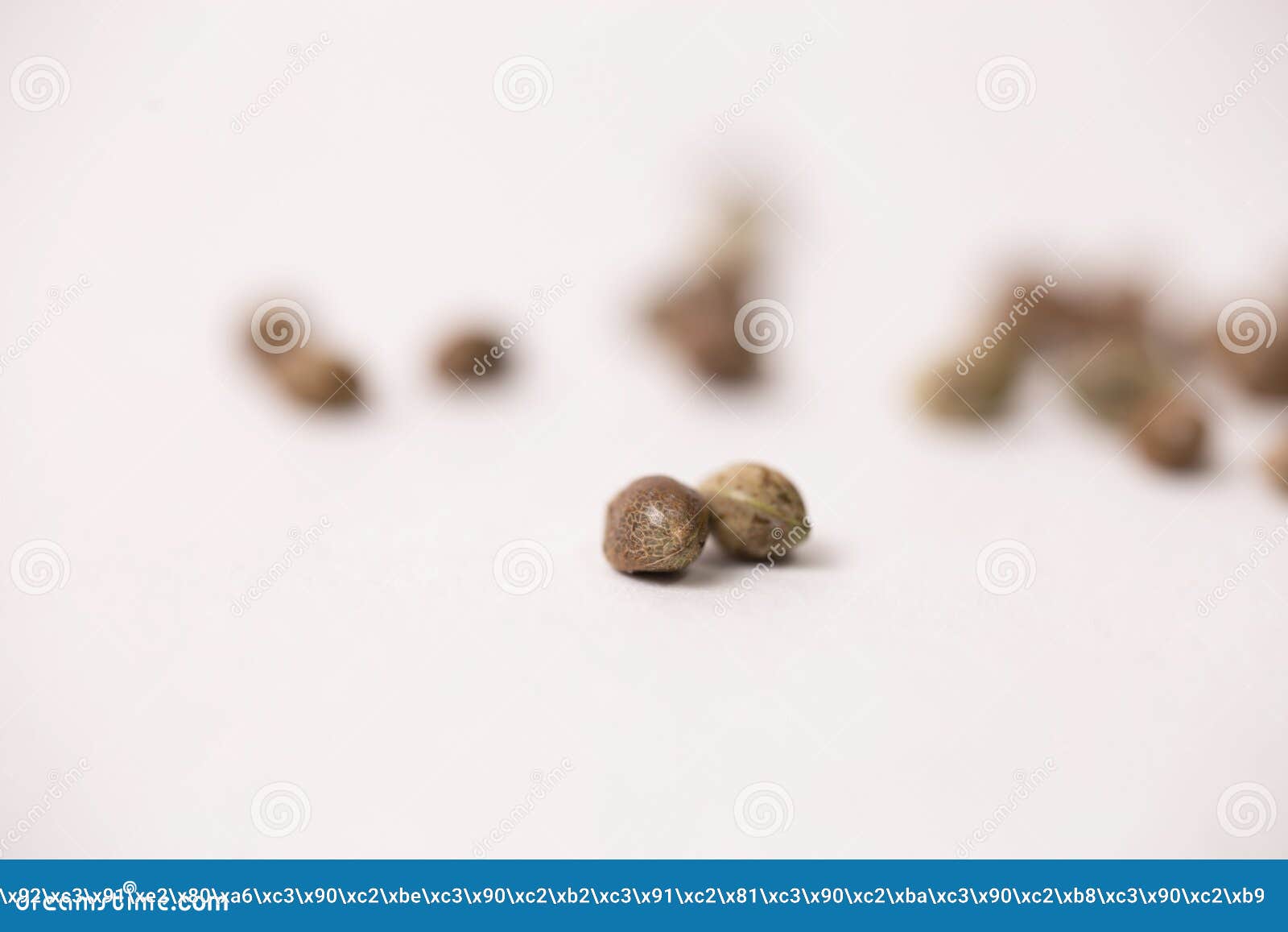 Cannabis Seeds are Scattered on a White Background Stock Image - Image ...