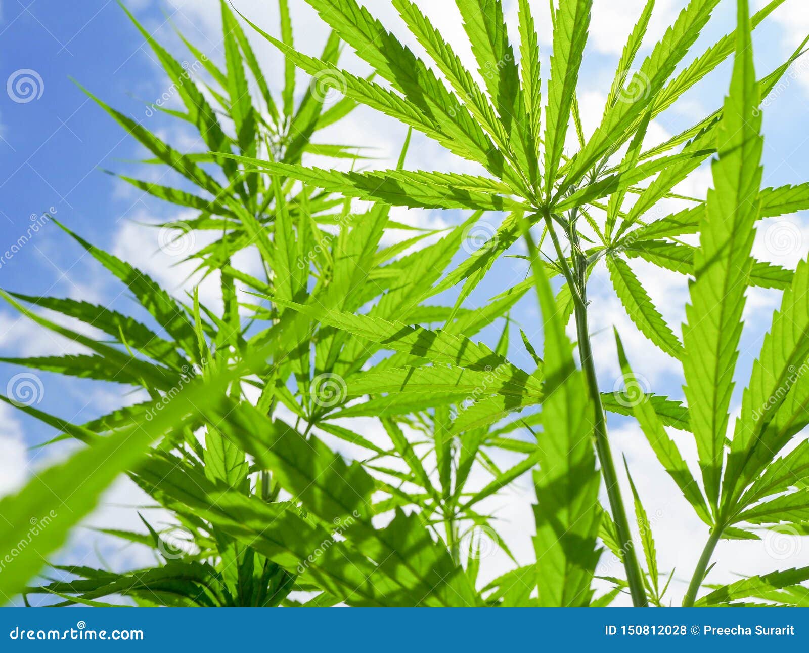 Cannabis on with Sky Background. Stock Photo - Image of natural ...