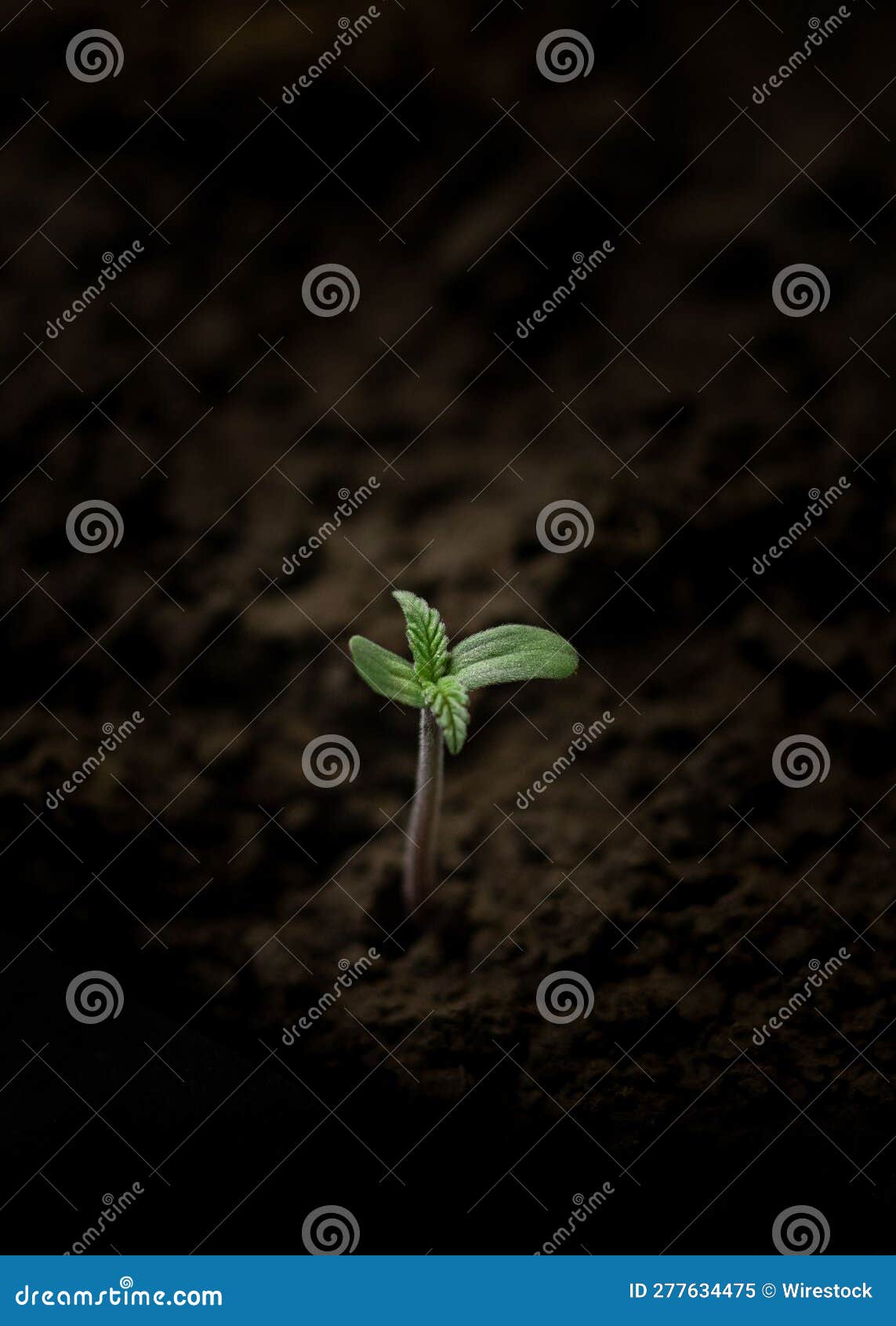 Cannabis Sprout Emerging from Dark Soil Stock Image - Image of blooming ...