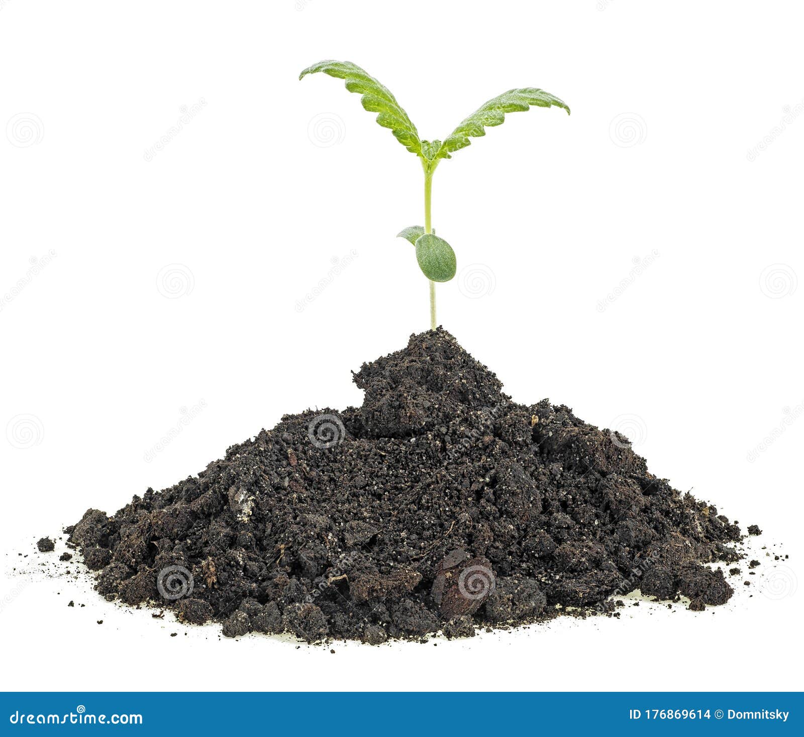 Cannabis Sprout Grows from the Soil, White Background Stock Photo ...