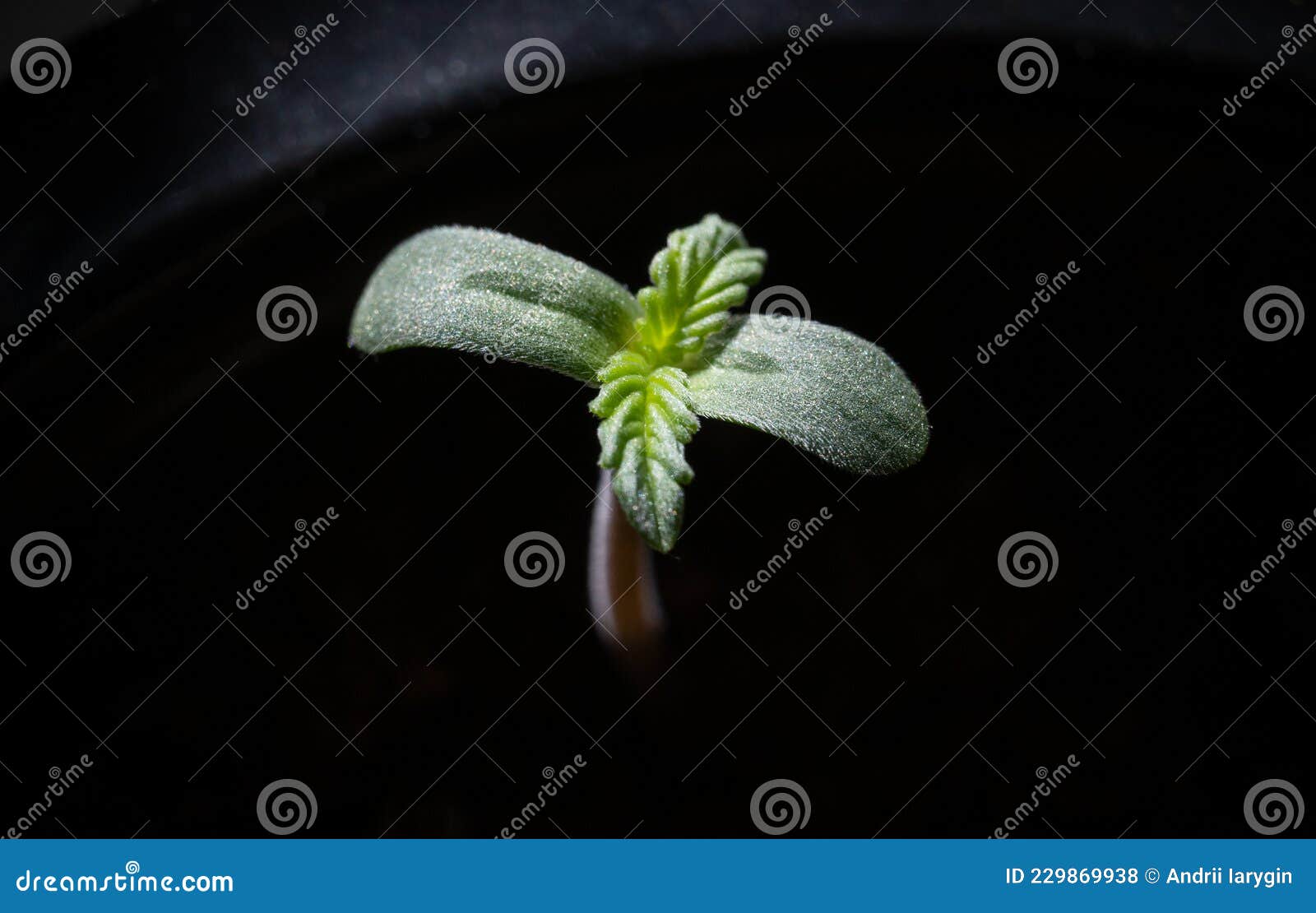 Cannabis Sprout Leaf Marijuana Stock Photo - Image of garden, herbal ...