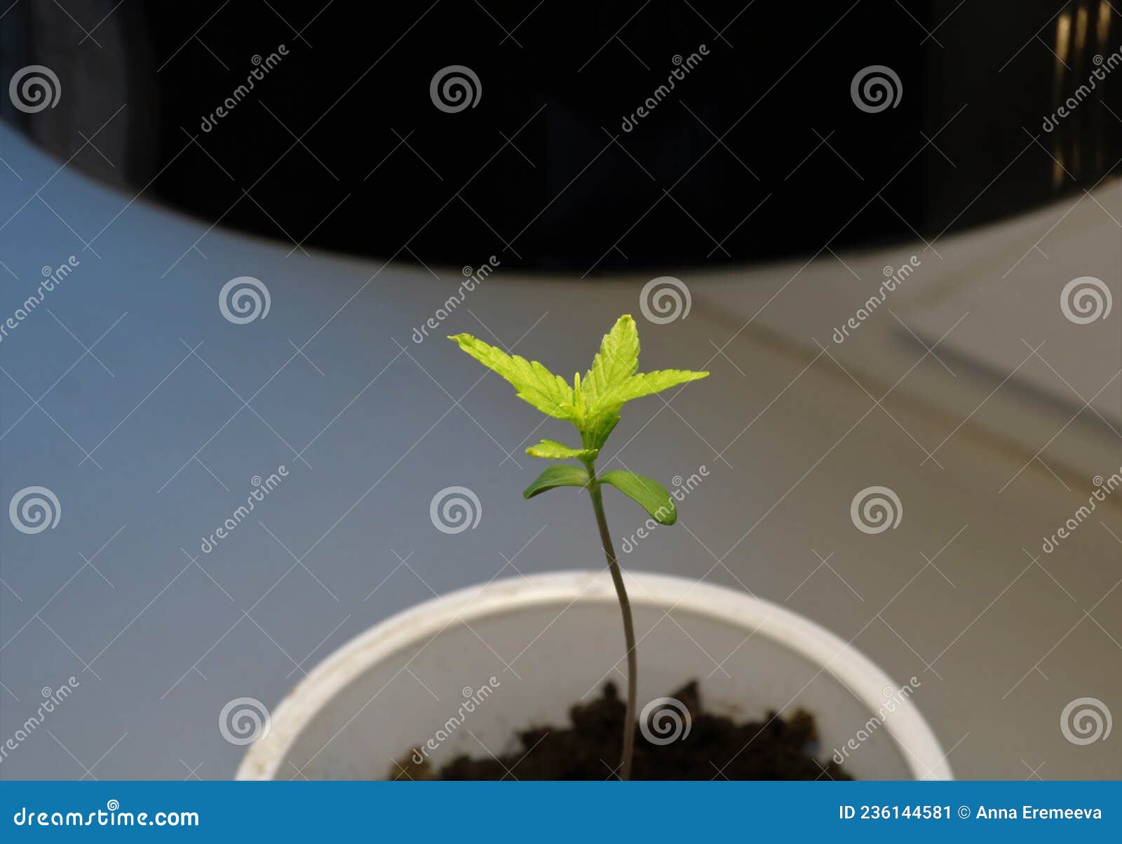 Cannabis Sprout on the Window Under the Lamp Stock Image - Image of ...